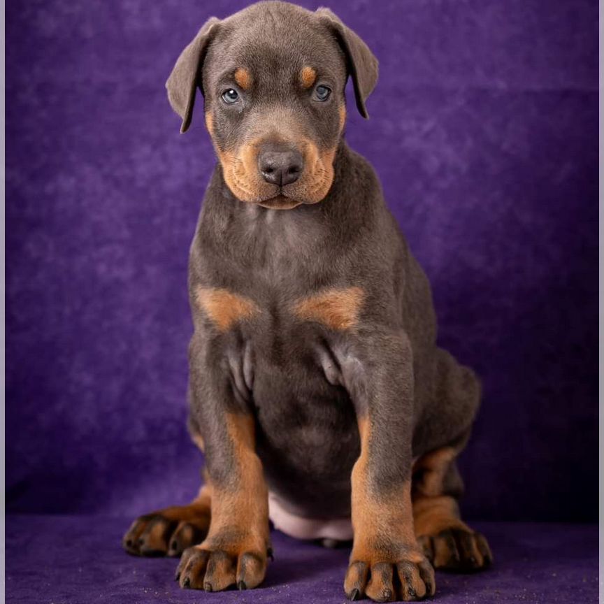 Доберман, щенок