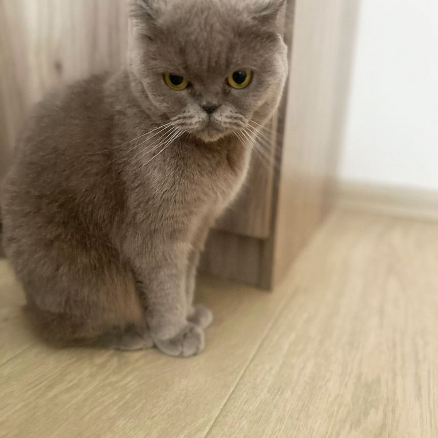 Шотландская вислоухая