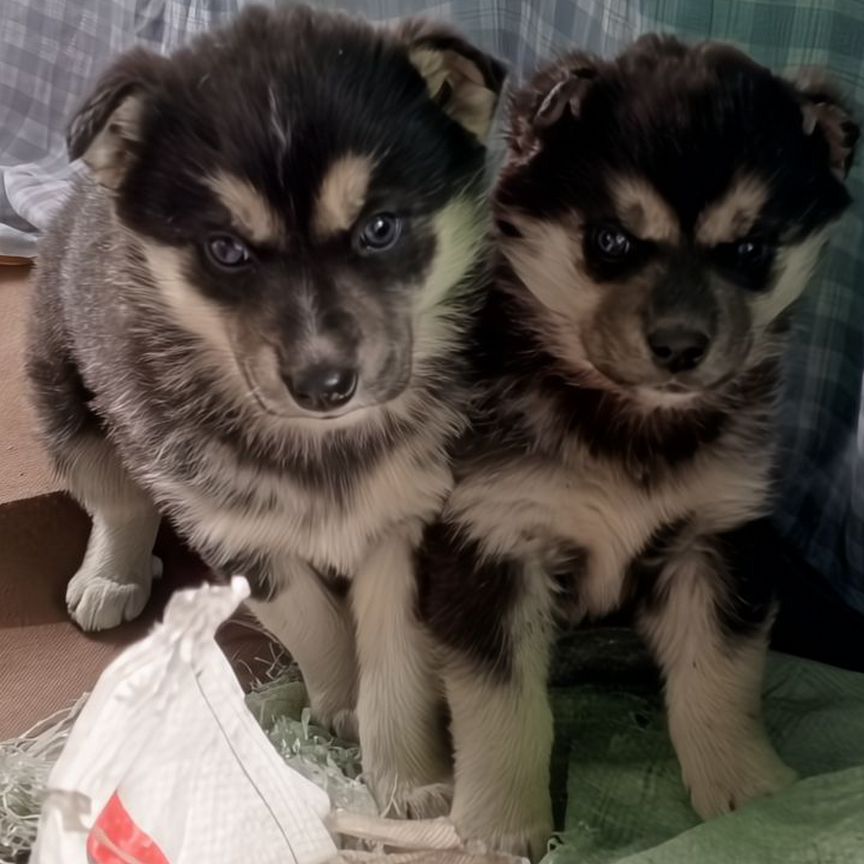 Сибирский хаски, щенок