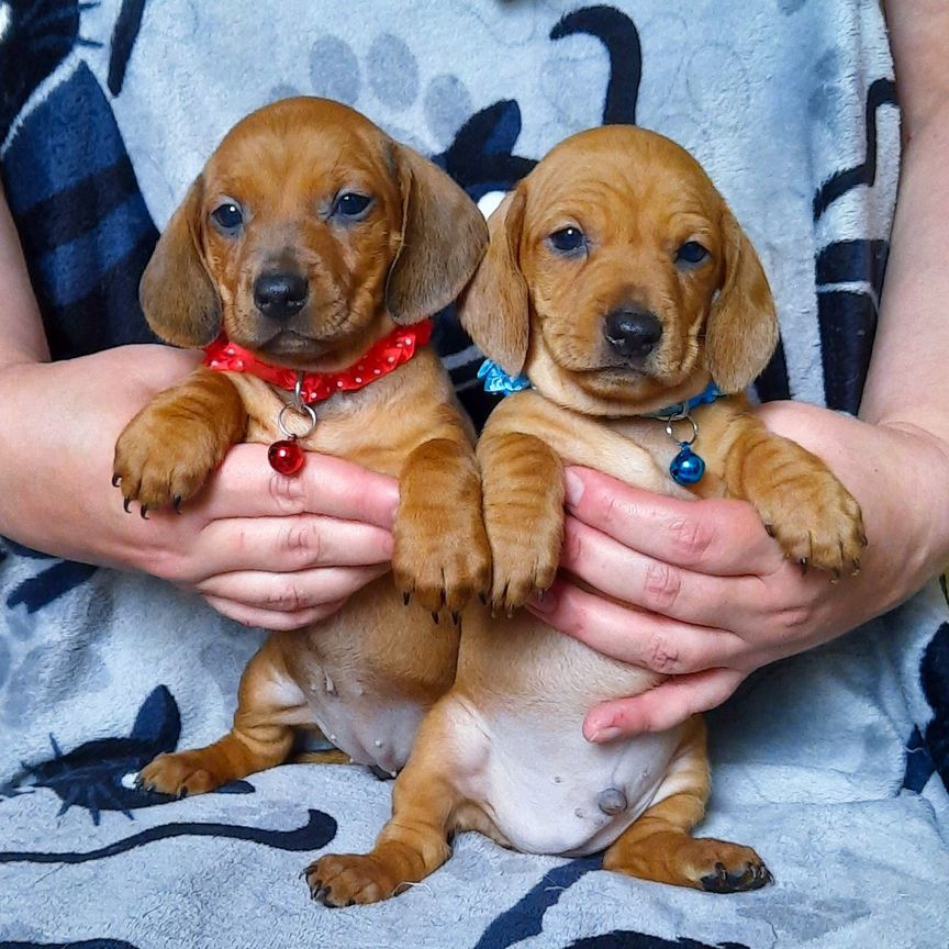 Щенки таксы, большой выбор