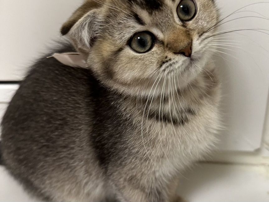 Шотланландская вислоухая шиншилла