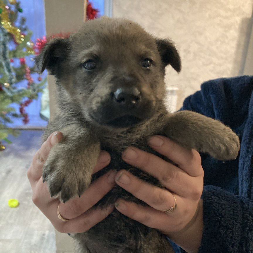 Щенок в добрые руки