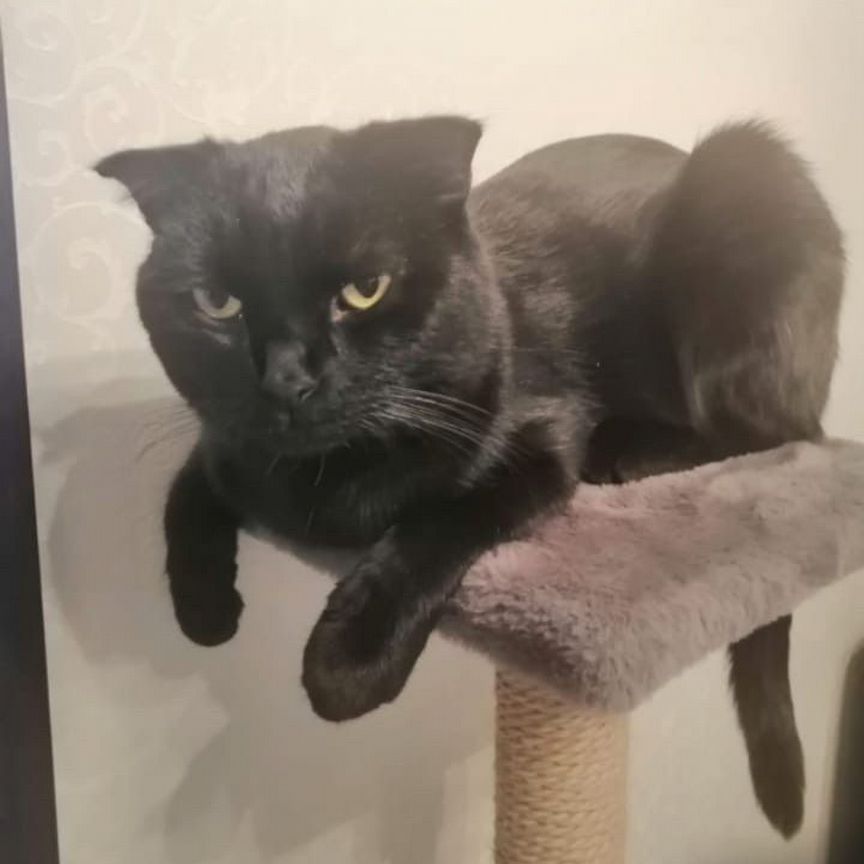 Шотланский вислоухий кот