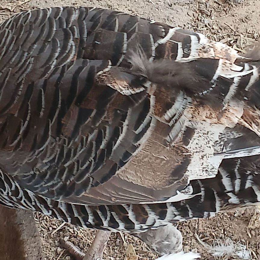 Индюшки на племя