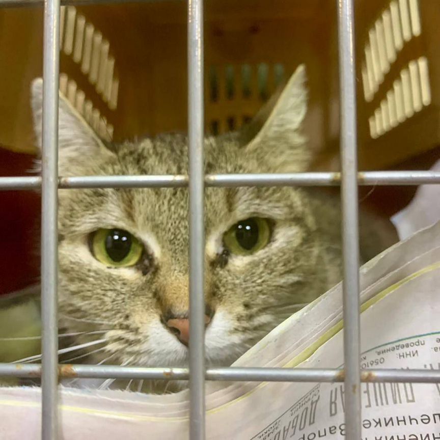 Августина,на выпуск,придержат до утра, нужен дом