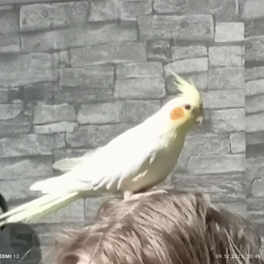 Попугай корелла