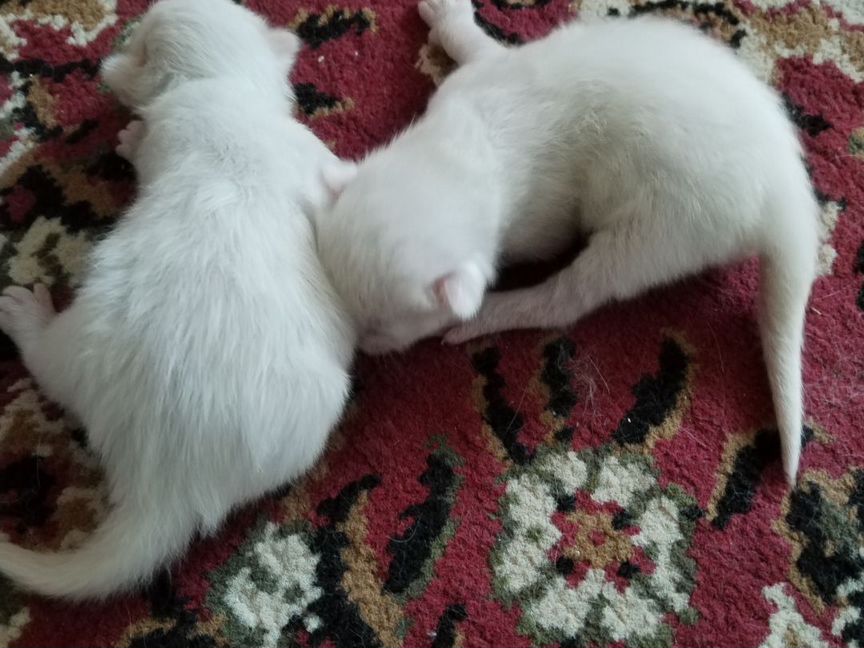 Котята турецкой ангоры