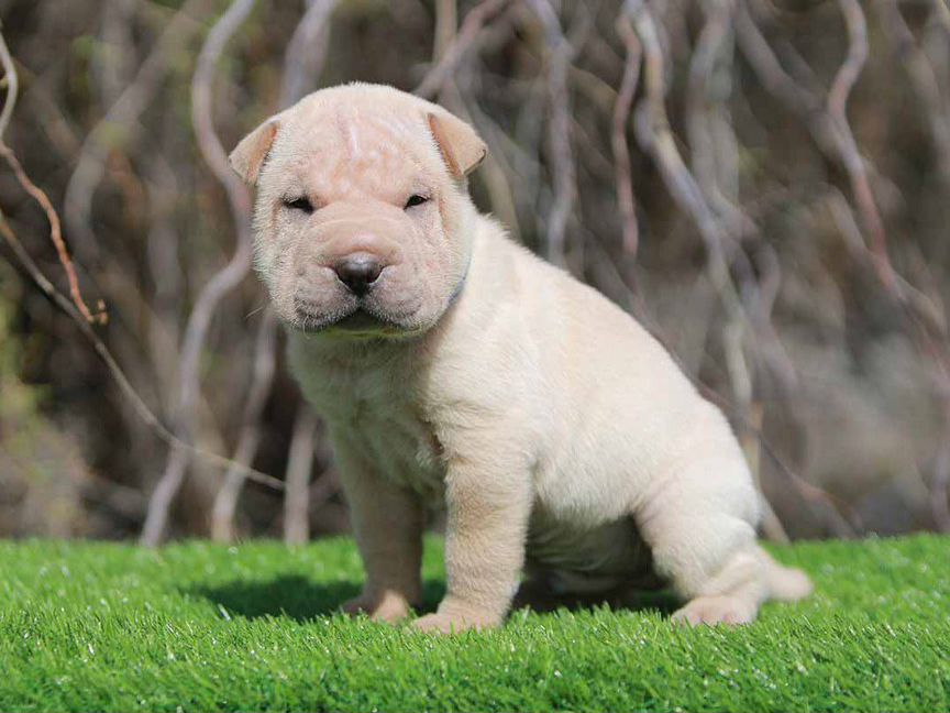 Мальчишка платина шарпейчик