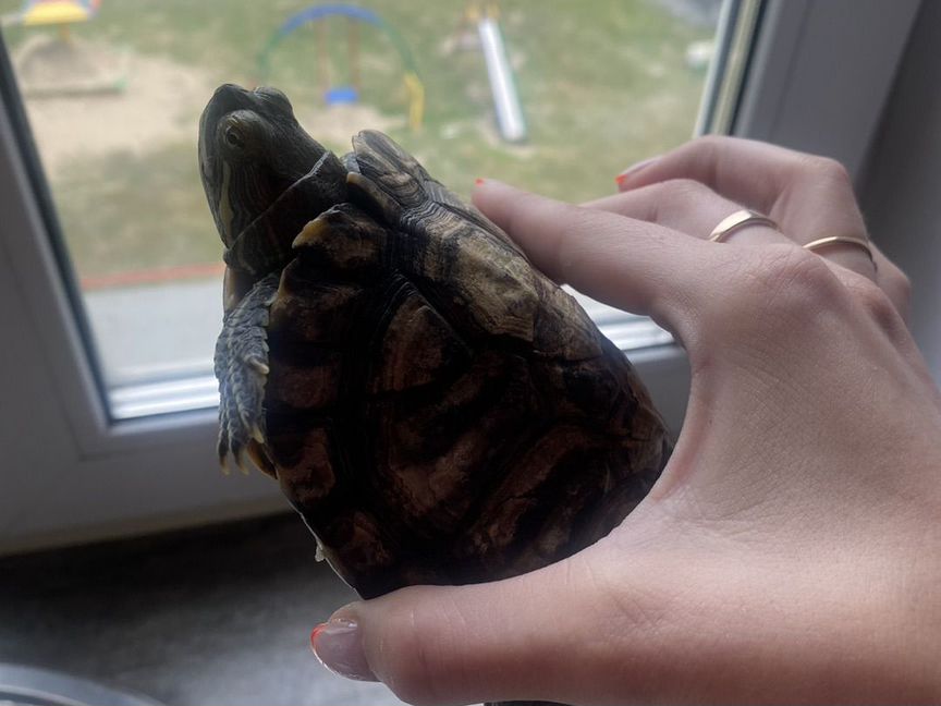 Красноухая черепаха бесплатно