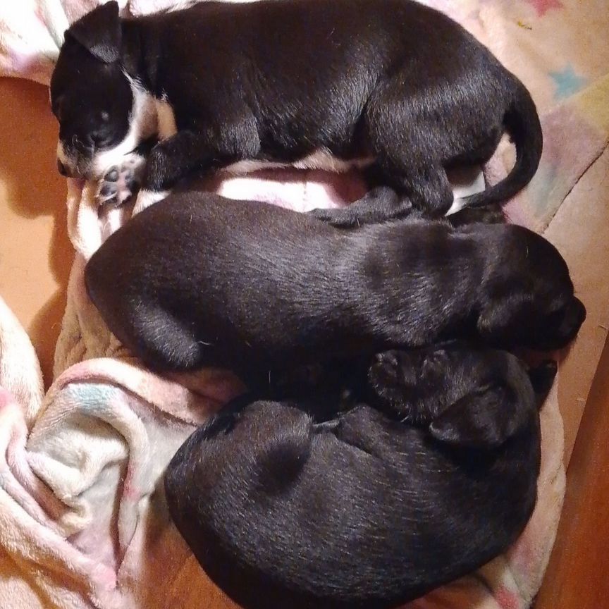 Русский охотничий спаниель, щенок