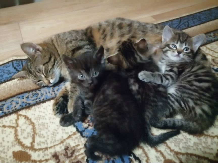 Котята от домашней кошки