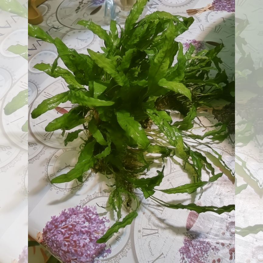 Папоротник для аквариума