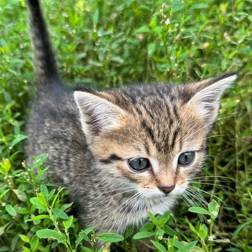 Котята