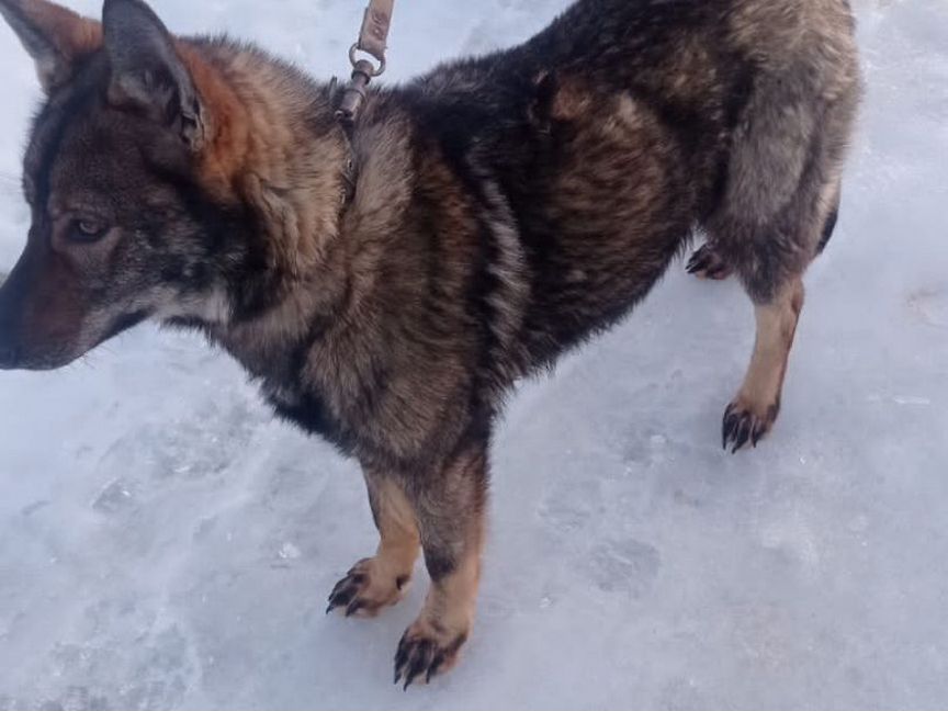 Собака