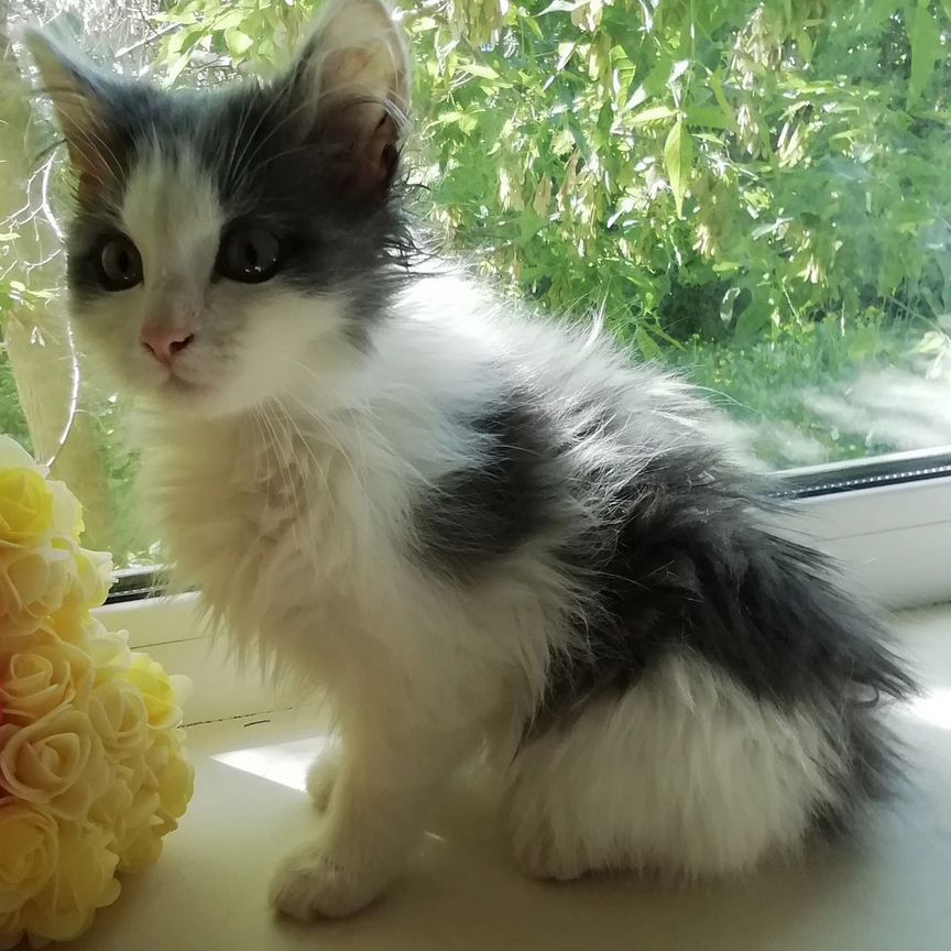 Котик