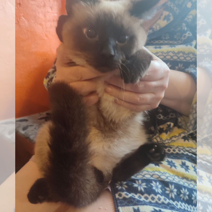 Сиамский котёнок