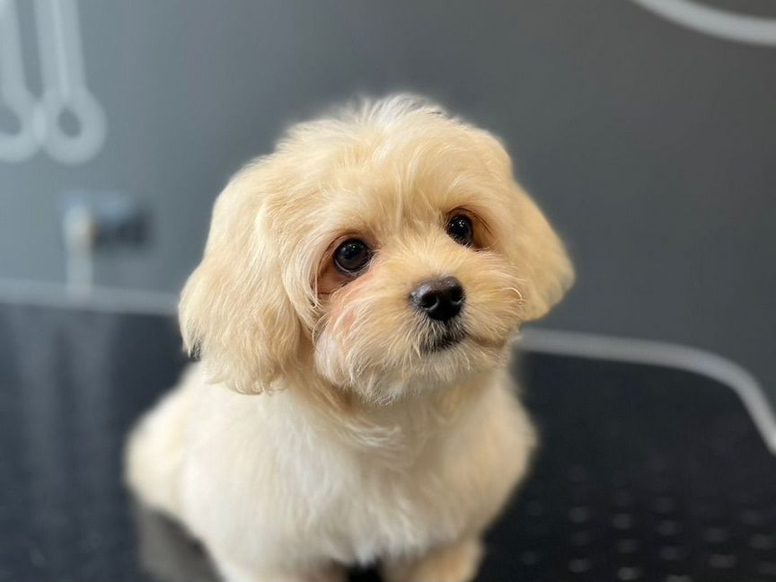 Мальтипу случка/вязка