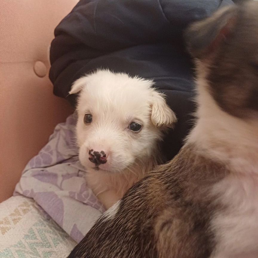 Беляш щенок