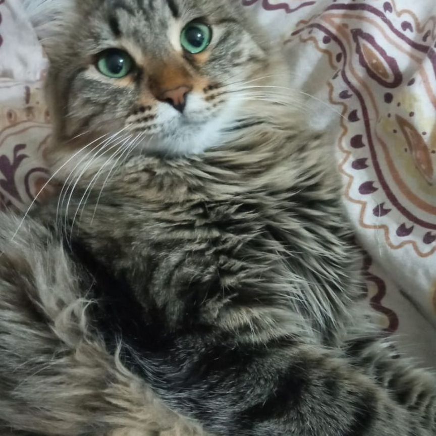 Настя ищет дом