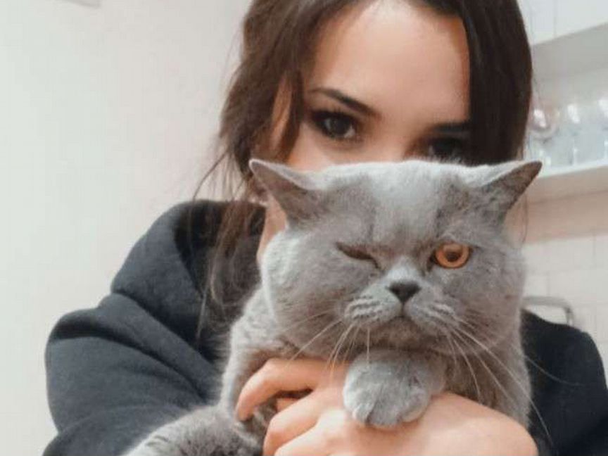 Кот британец