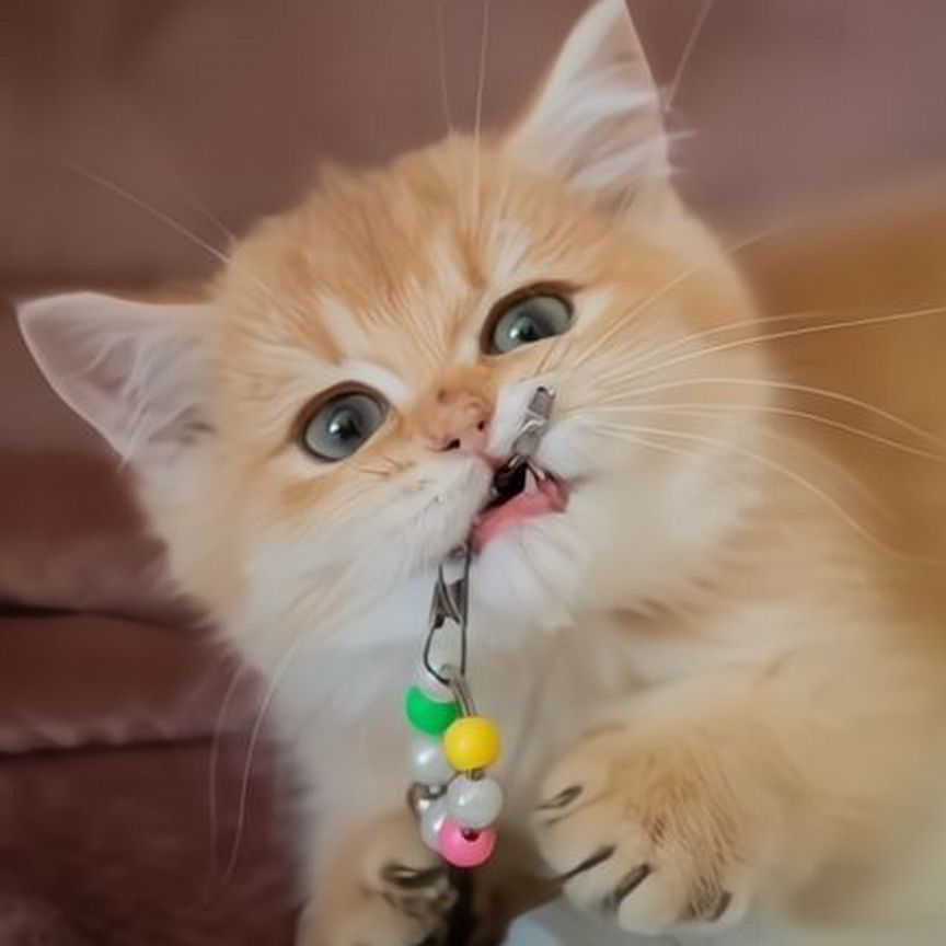 Британский короткошёрстный котёнок