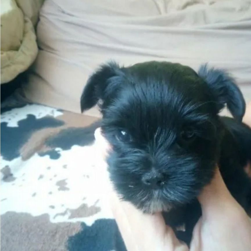 Йорк в добрые руки