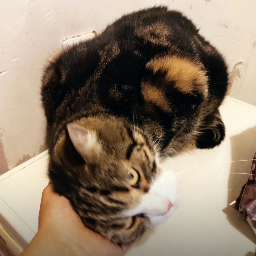 SOS Кот и кошка в добрые руки