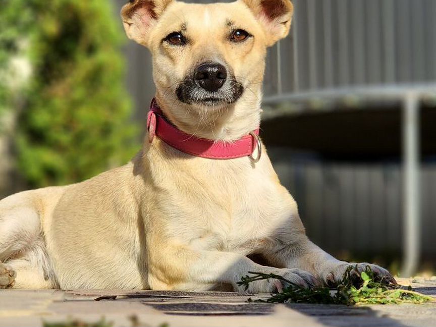 Маленькая девочка в добрые руки