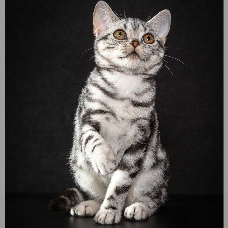 Американский короткошёрстный котёнок
