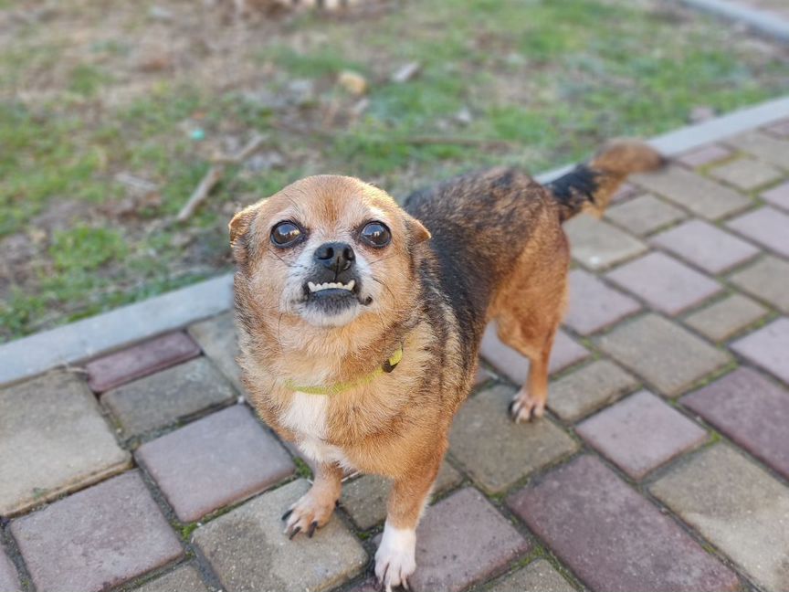 Маленькая собака в добрые руки бесплатно