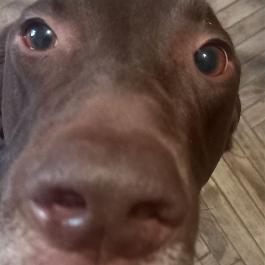 Собака в добрые руки отдам бесплатно