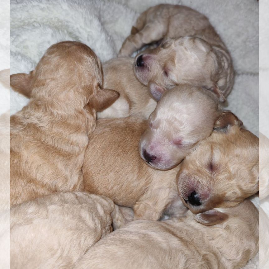 Той-пудель, щенок