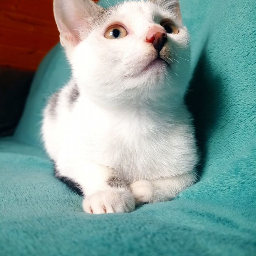 Белый котик красавчик в добрые руки