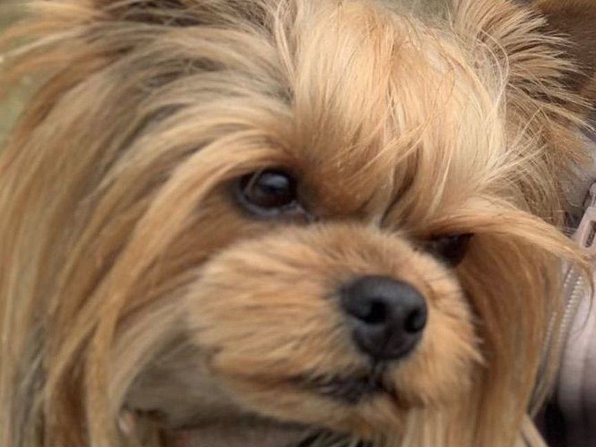 Красавчик для вязки