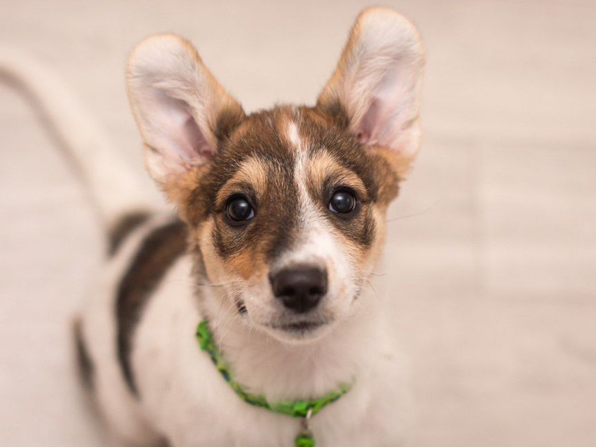 Маленькая собака Марти