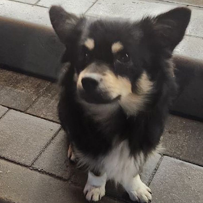 Взрослая собака в добрые руки