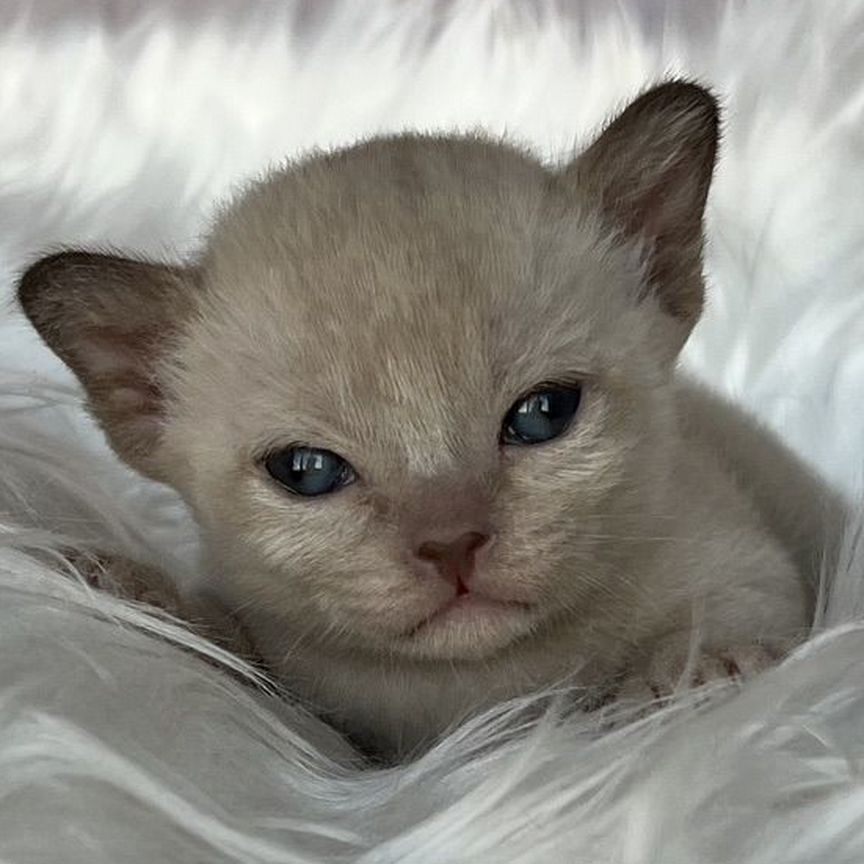 Европейский бурманский котёнок