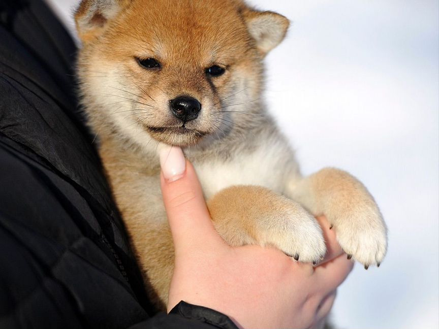 Сиба принцесса для вас