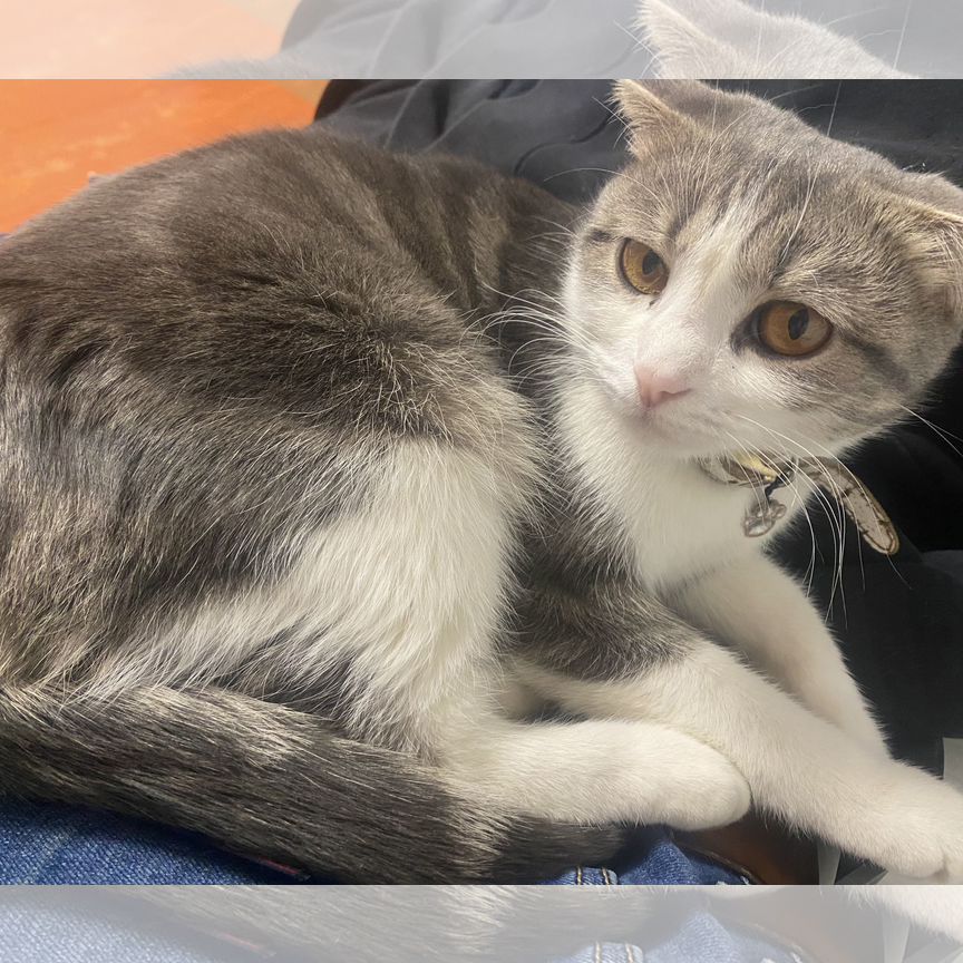Кошка 1.5 года