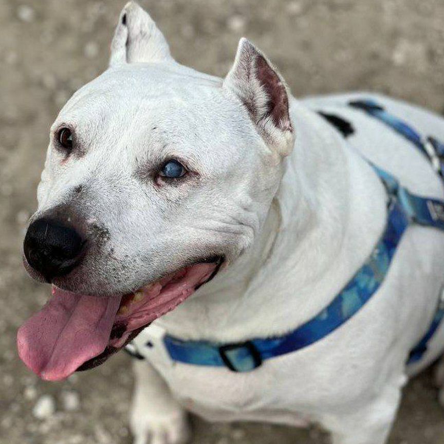 Американский стаффордширский терьер, взрослая собака