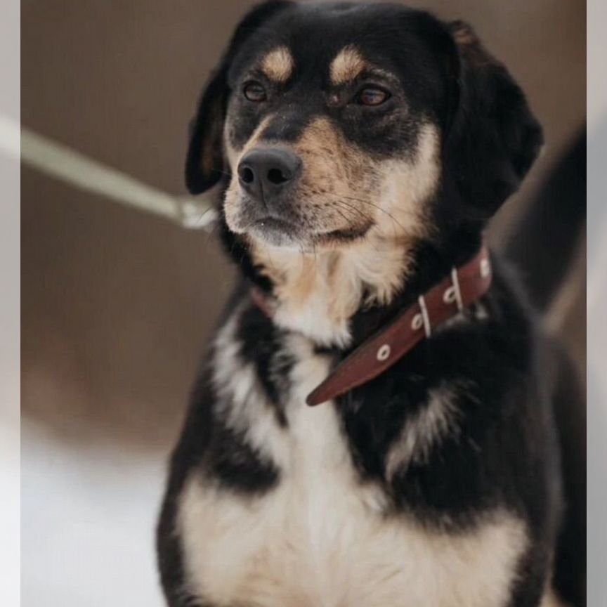 Собака в добрые руки мальчик