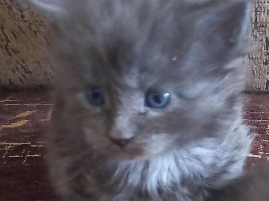 Котята мейн-кун