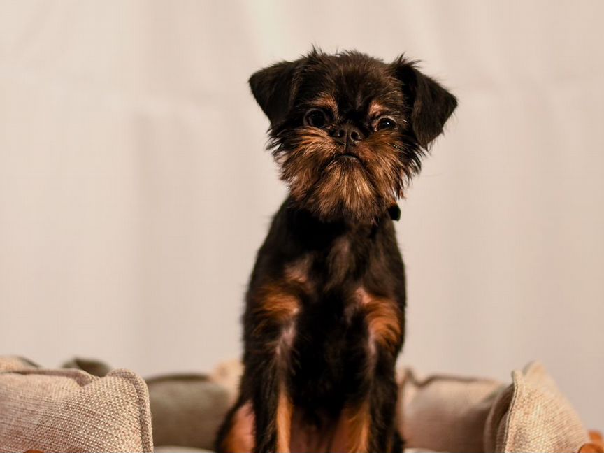 Лежанка для собак мелких и средних пород, кошек