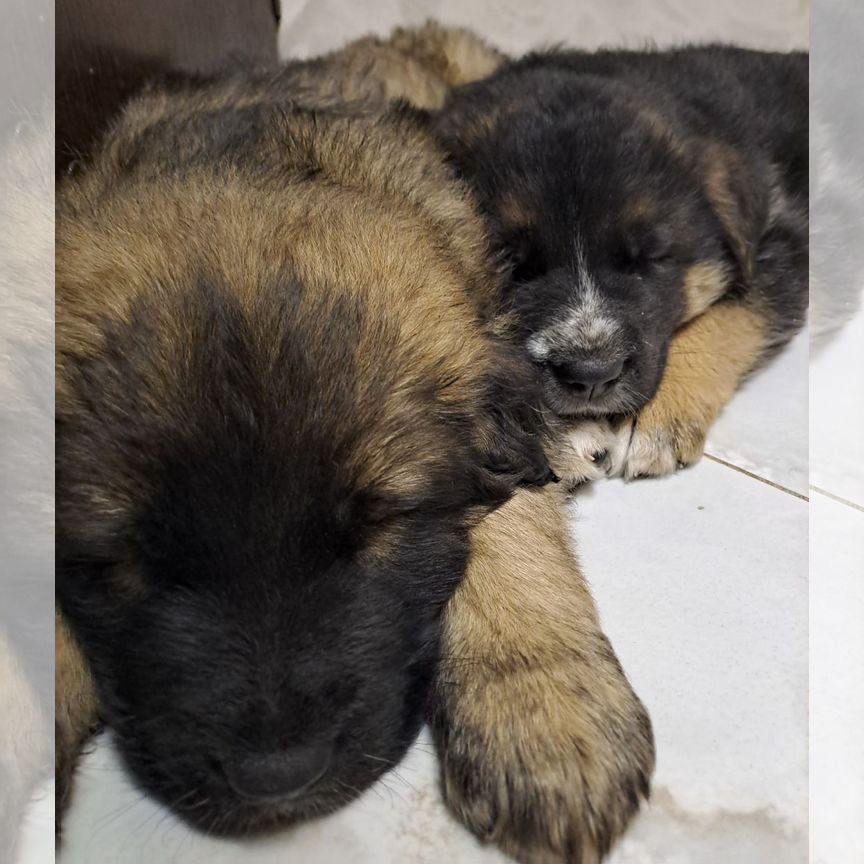 Щенок в добрые руки