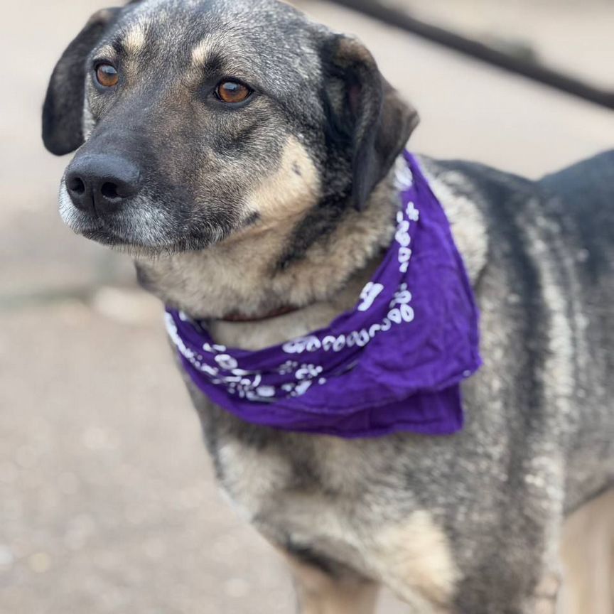 Пёс Ярик неприметен и несчастлив. Из приюта в дар