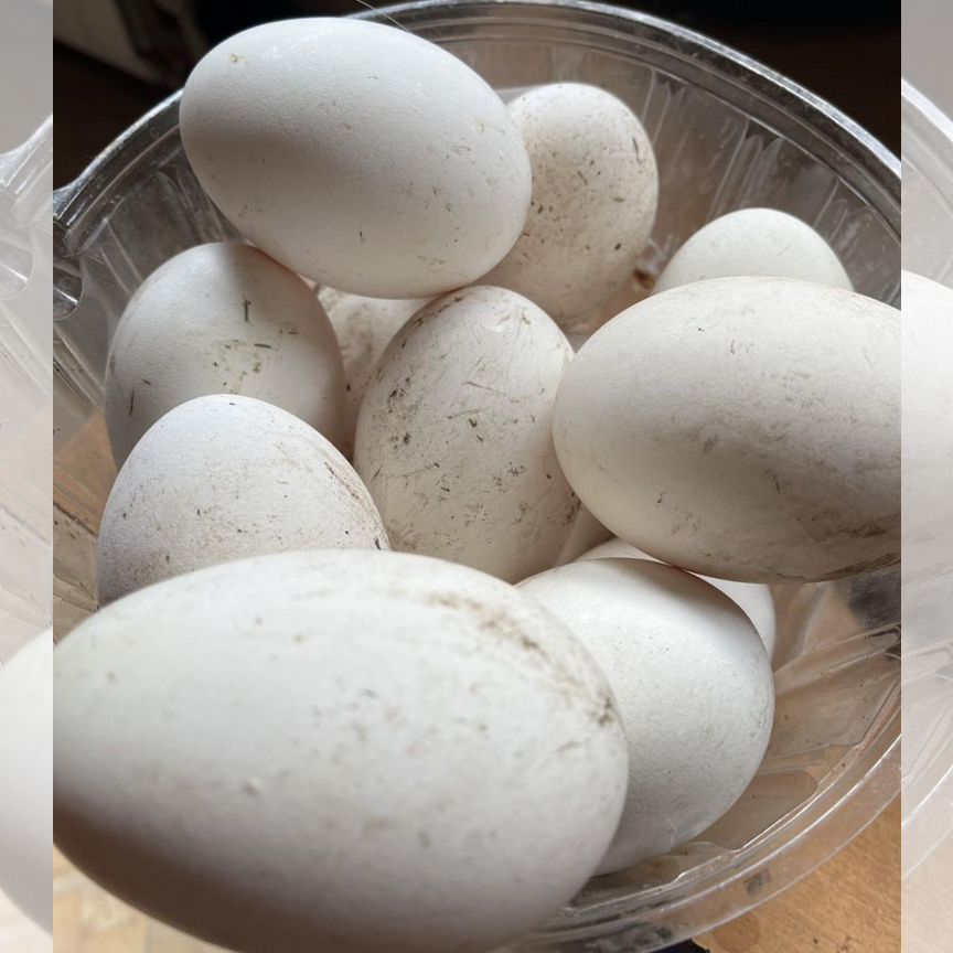 Продам яйцо гусиное