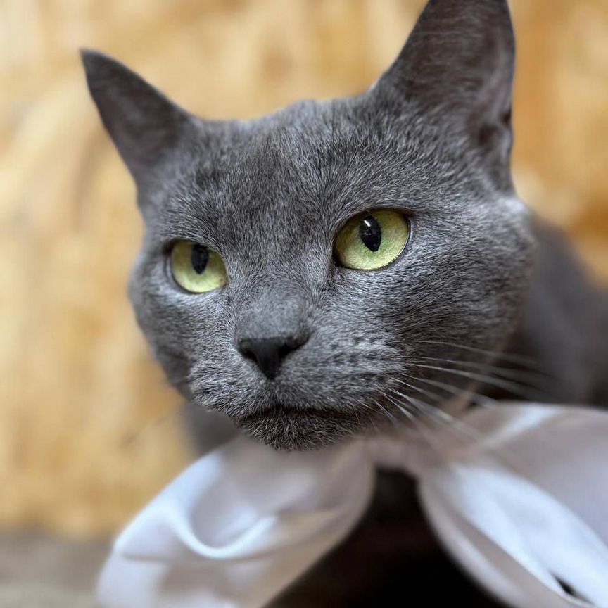 Невероятная красотка кошечка Пудра в поисках дома