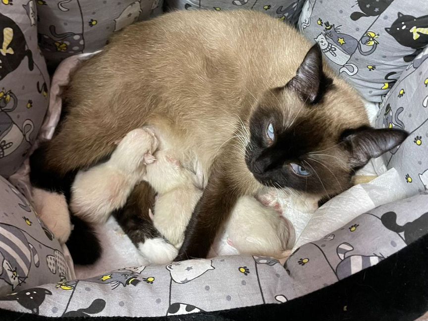 Тайские котята