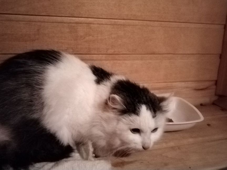 Кошка мёрзнет в СНТ