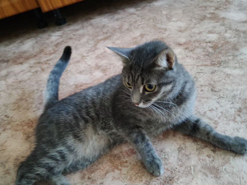 Бесплатно отдадим кошку